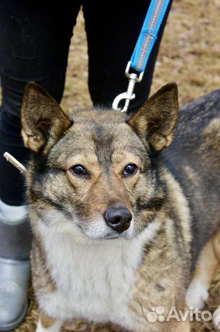 Собака из приюта хочет жить