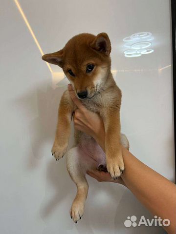 Щенок сиба шиба ину