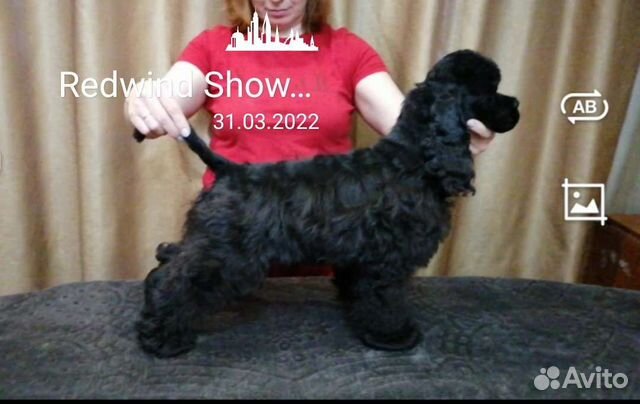 Американский кокер спаниель