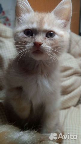 Кошки в добрые руки бесплатно