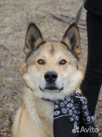 Домашнего Джоника оставили недалеко от приюта