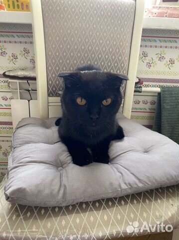 Британский котенок
