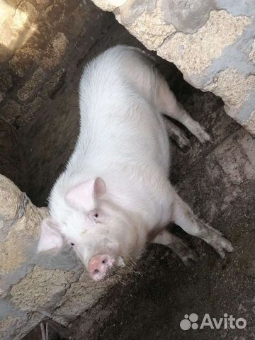 Хряк для случки