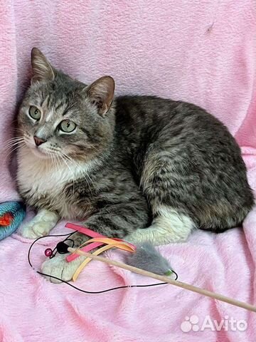 Кошки в добрые руки