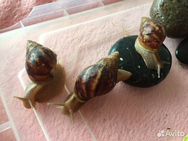 Улитки ахатины