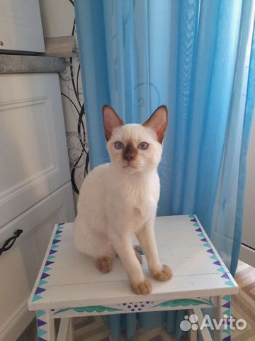 Тайский котенок шоколад пойнт, кот