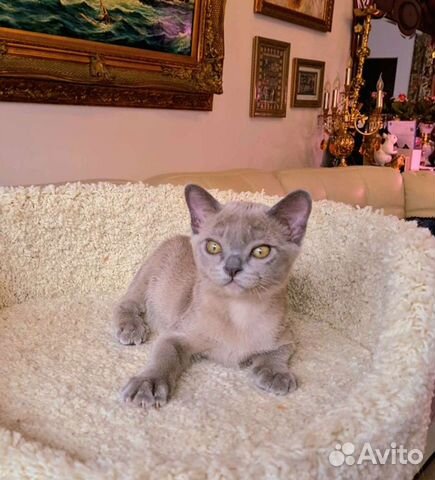 Американская бурма котик