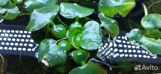 Аквариумные растения Эйхорния - Водный Гиацинт