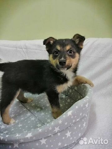 Щеночек в добрые руки, бесплатно