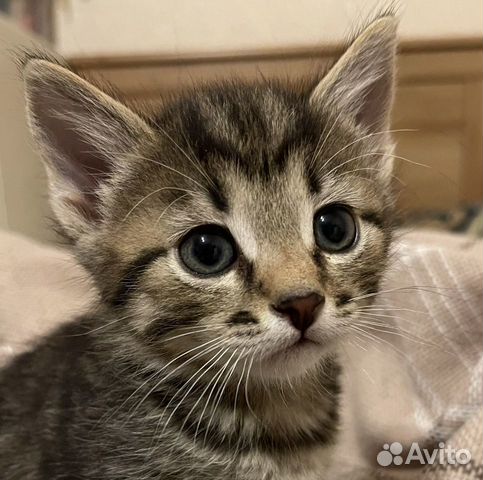 Котёнок