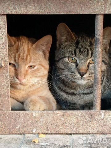 Котята-серьезные ребята в добрые руки