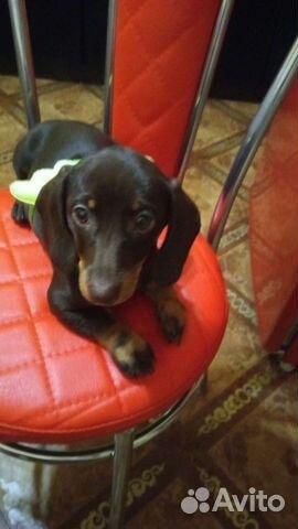 Кроличья такса