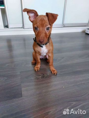 Цвергпинчер