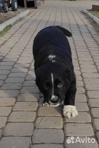 Среднеазиатская овчарка