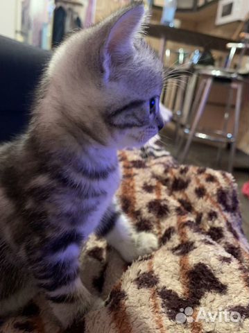 Шотланская прямоухая кошка