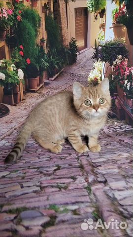 4 котенка скоттиш килт