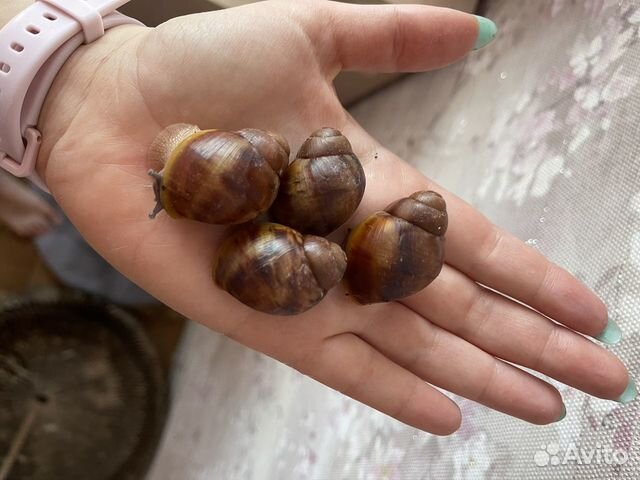 Улитки архахатины