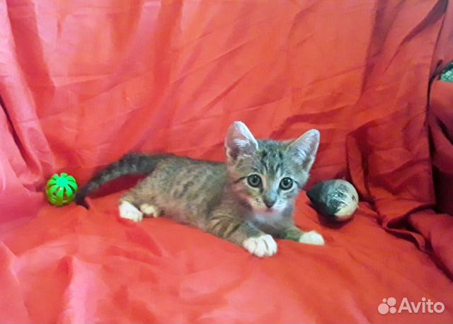 Маленький котенок, повелитель игрушек