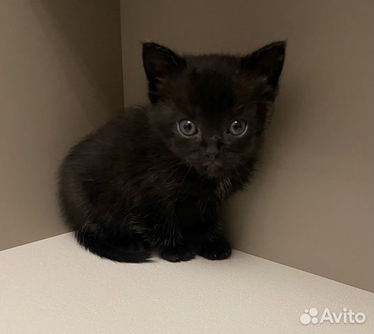 Черная кошечка корм и кохтеточка в подарок