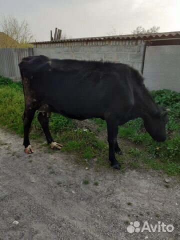 Корова двойная молочная