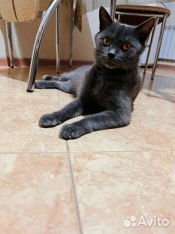 Кошка, кошечка бесплатно