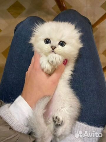 Шотландские котята