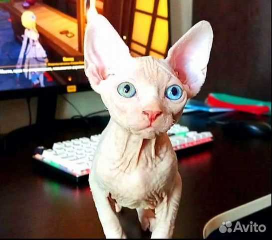 Канадский сфинкс котенок