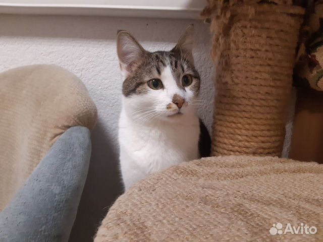 Котик в дар