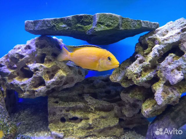 Аквариумные рыбки