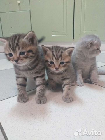 Шотландская вислоухая котята