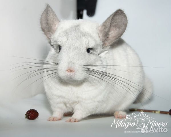 Белый эбони мальчик Шиншилла