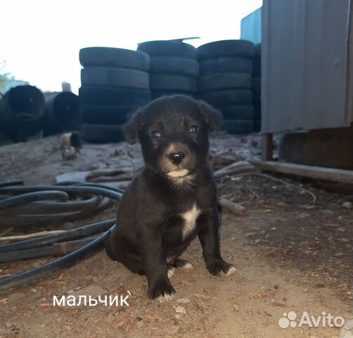 Собака в добрые руки щенок