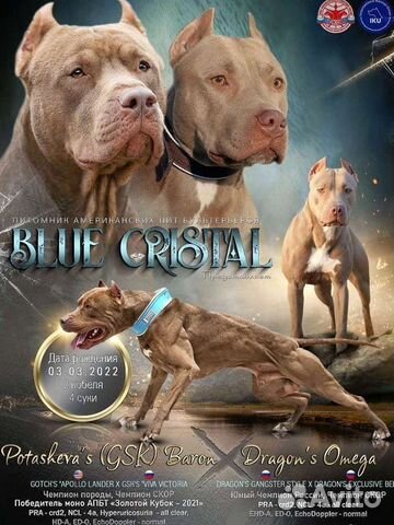 Американский питбуль. Щенок