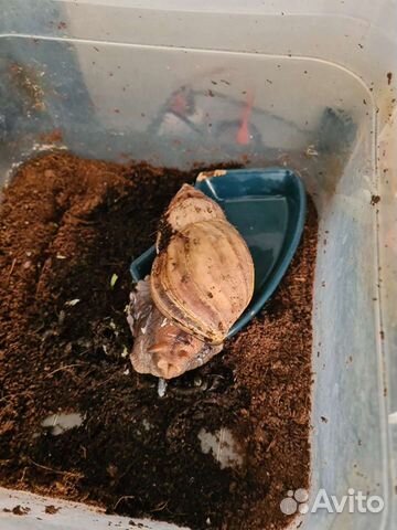 Отдам улитку Ахатина в добрые руки