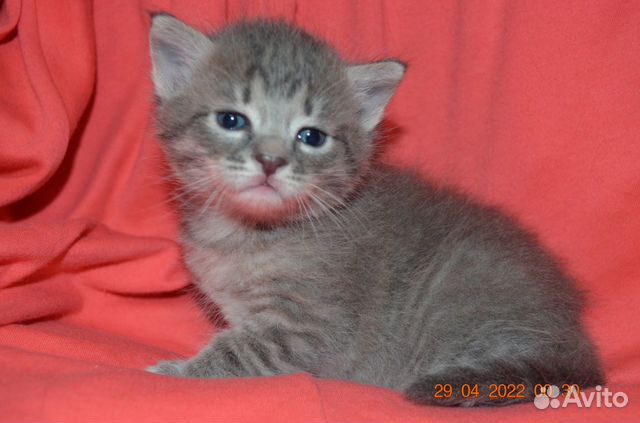 Котенок-мальчик