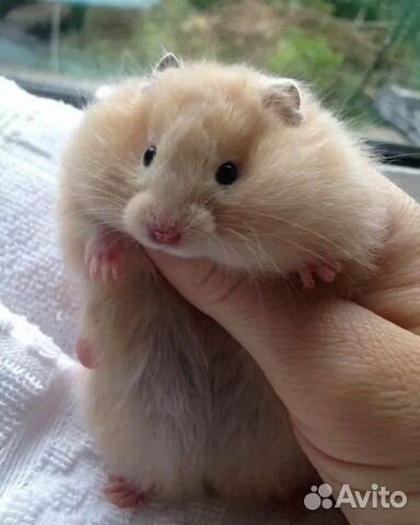 Сирийский хомяк с клеткой с кормом