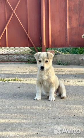 Небольшой мальчишка ищет дом