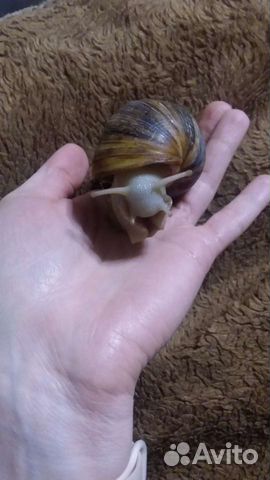 Улитки ахатины