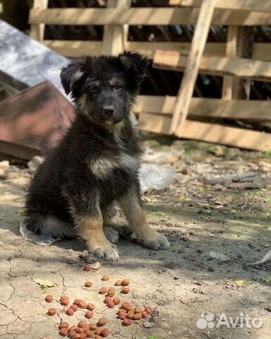 Щенок в добрые руки