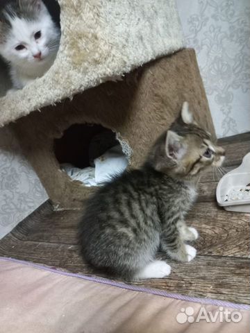 Котенокв добрые руки