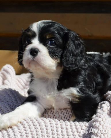 Кавалер кинг чарльз спаниель