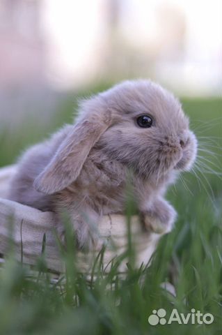 Карликовый вислоухий кролик