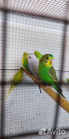 Волнистые попугаи молодежь