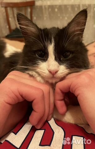 Кошка,отдам в хорошие руки