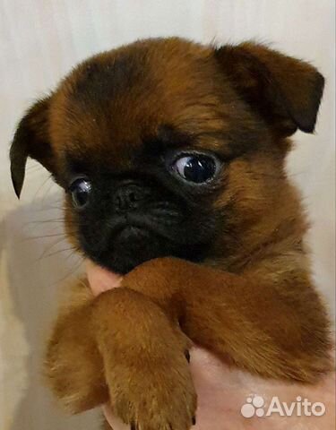 Пти брабансон