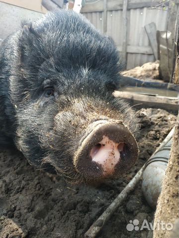 Хряк вьетнамский вислобрюхий