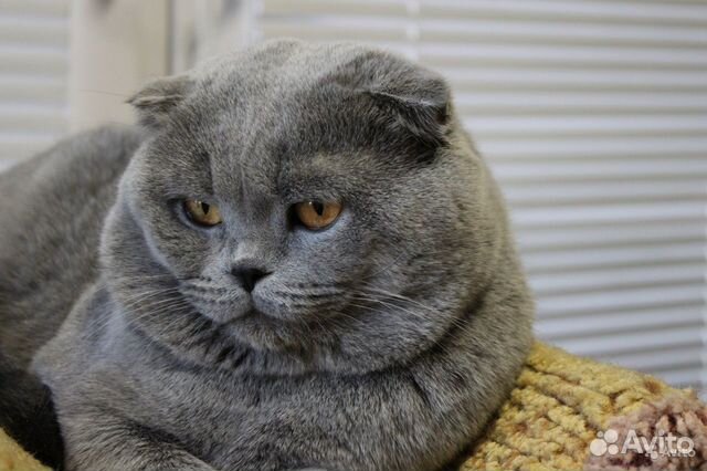 Клубный скоттиш фолд