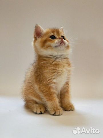 Клубные британские котята золотая шиншилла