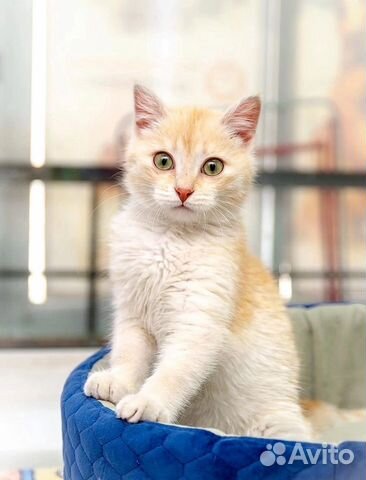 Кексик (4 мес) - бомбический пацан ищет дом