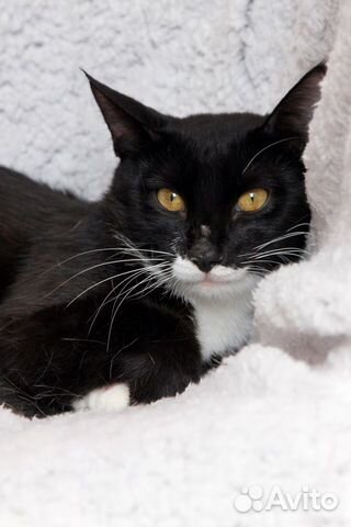 Забавный котик-подросток Джек, ищет свою семью